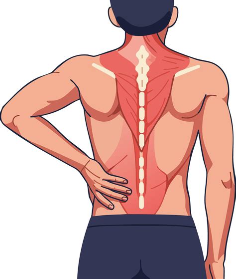 Human Back Muscles Anatomy Illustration Showing Spinal Column And Muscle Structure For Medical