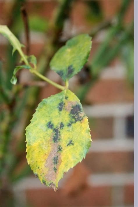 8 Reasons For Yellow Leaves On Roses How To Fix This Problem