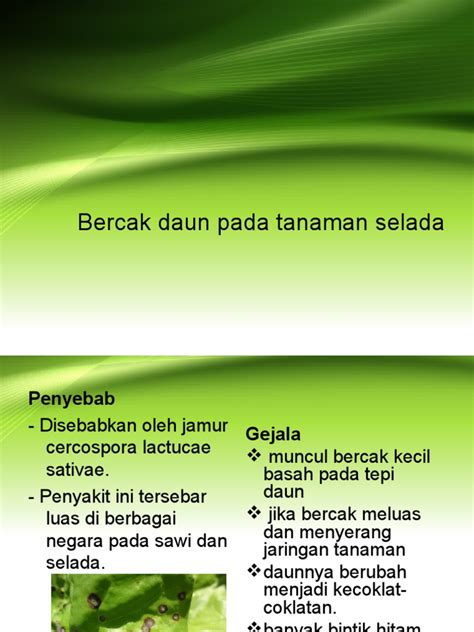 Bercak Daun Pada Tanaman Selada Pdf