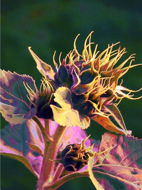 무료 이미지 사진술 꽃잎 여름 자연스러운 식물학 노랑 플로라 야생화 예술 작품 미술 떠는 싹 매크로