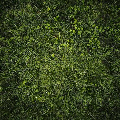Closeup Of Grass Patch Premium Ai Generated Image