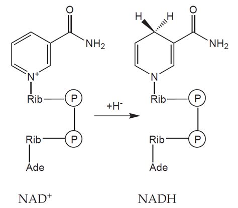Nadh Molecule