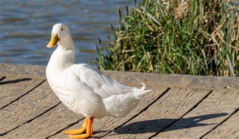 Duck Colour White