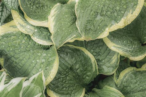 물방울이 있는 잡색의 Hosta 잎의 자연 배경 초점이 흐릿합니다 0명에 대한 스톡 사진 및 기타 이미지 0명 계절 꽃 식물 Istock