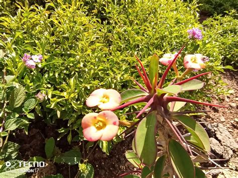 Tecno Camon Pro Camera Review Impressive Techsawa