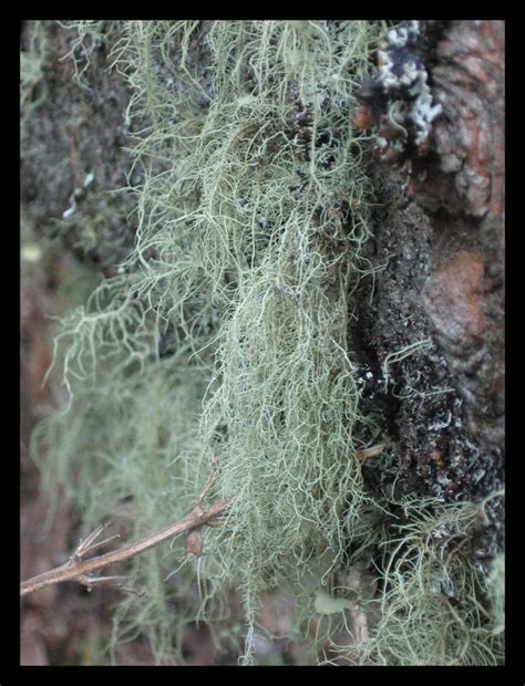 Usnea Barbata By Paganland On Deviantart