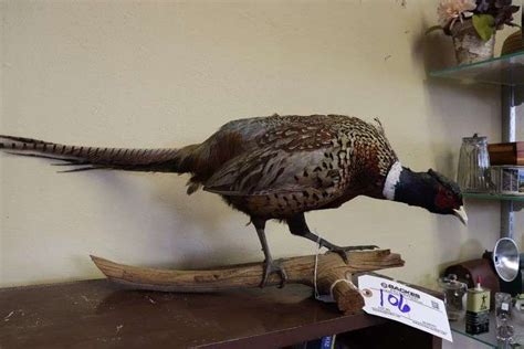 Male Pheasant Mount Backes Commercial Auctioneers