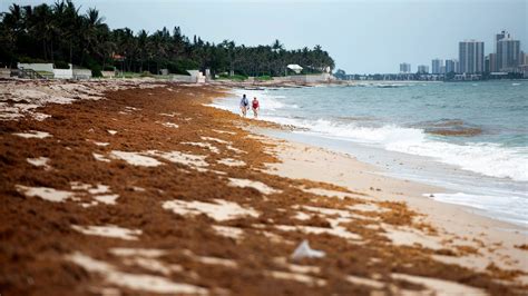 Vibrio Vulnificus What To Know About Bacteria If You Live In Florida