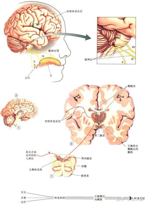 从神经科学到人工智能（十二） 感觉：味觉、嗅觉和触觉