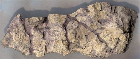 Trace Fossil Root Molds 1 Pennsylvanian Altamont Formation