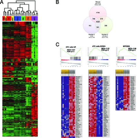 A Hierarchical Clustering Showing The Unique Expression Profile Of Download Scientific