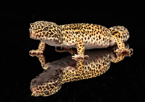 How long do leopard geckos live? - #1 Guide | Atbuz