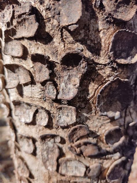 Natural Tree Texture Pattern Design On Tree Bark Stock Photo Image Of Bark Fabric