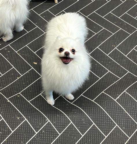 포메라니안 솜이 강아지 책임분양 아이조아 유기방지입양 파양 강아지보호소 고양이보호소 무료분양센터