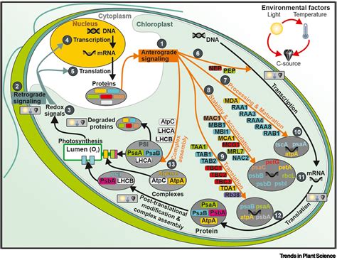 Environmental And Nuclear Influences On Microalgal Chloroplast Gene