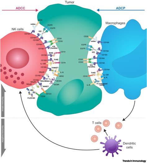 Reimagining Antibody Dependent Cellular Cytotoxicity In Cancer The Potential Of Natural Killer