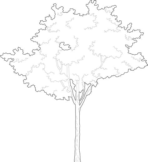 Tree With Lots Of Leaves Cad Drawing