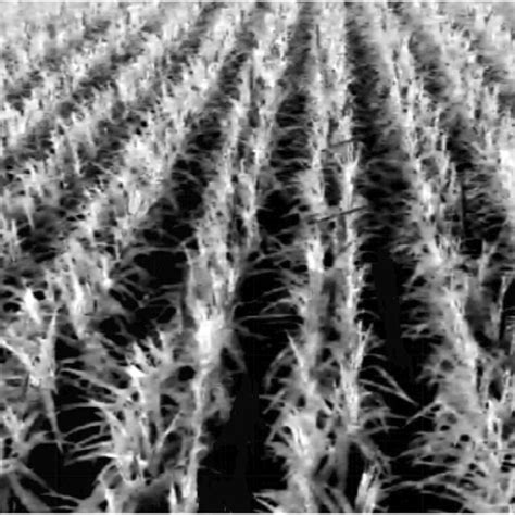 Binary Image After Improved Super Greening Algorithm Download