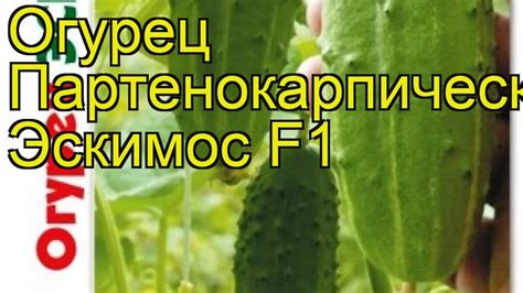 Огурец партенокарпический Эскимос F1. Краткий обзор, описание cucumis ...
