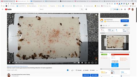 How To Document German Roach Population Reduction Using Monitor Glue