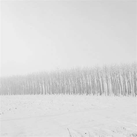 Paulownia Royal Paulownia Royal Tree პავლონია სამეფო ხე