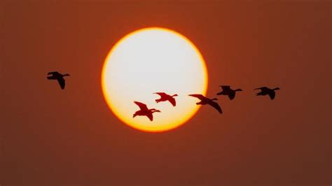 Нүүдлийн шувуудад таатай орон Хятад