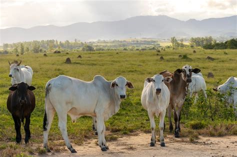 Premium Photo Nellore Cattle Herd On Pasture At Sunset