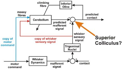 Possible Neural Equivalent Possible Neural Substrate For Noise Download Scientific Diagram
