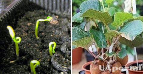 Як виростити ківі з насіння в домашніх умовах прості поради