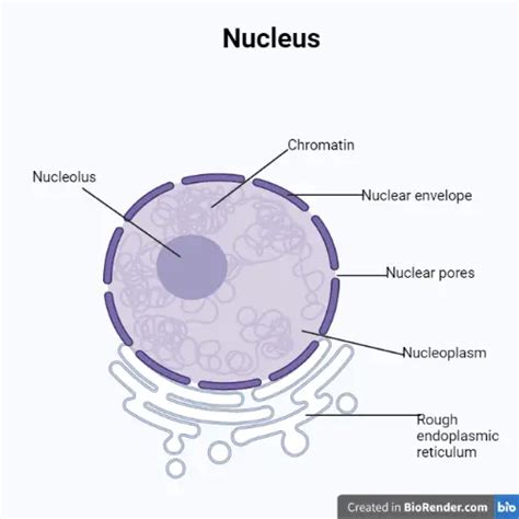 Nucleus Structure And Functions • Microbe Online