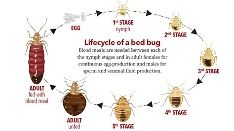 Bed Bug Life Cycle Life Stages Of Bed Bugs