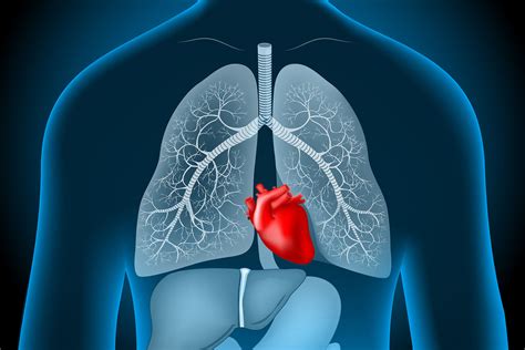The Human Heart Is Located