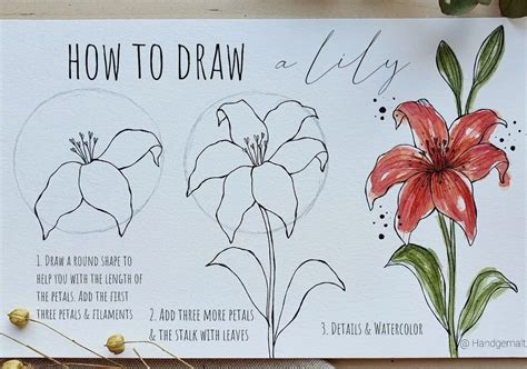 How To Draw A Lily Step By Step Tutorial