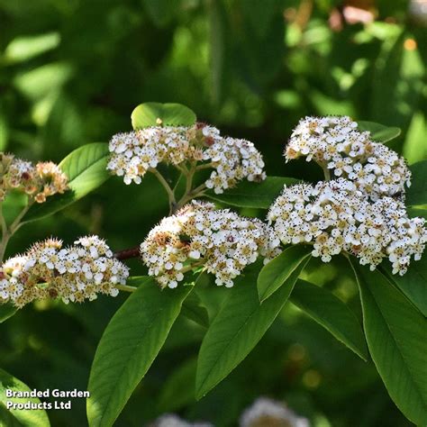 Cotoneaster Cornubia Dobies