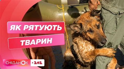 Порятунок чотирилапих як проходить евакуація тварин з Херсона і яка ситуація в притулках Youtube