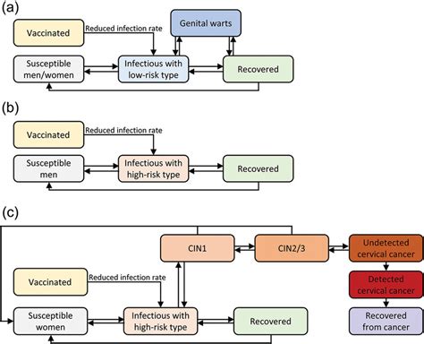 Diagram Of Hpv Transmission Dynamics By Risk Type And Gender Diagram