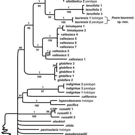 bayesian 50 majority rule consensus tree based on a concatenated