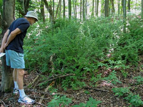 Invasive Shrubs Our Habitat Garden