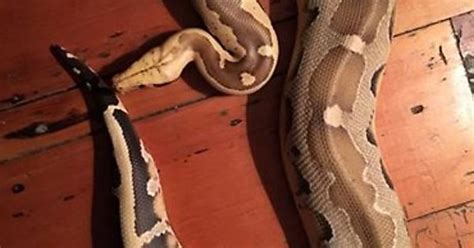 Python Breitensteini Imgur