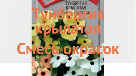 Тунбергия крылатый Смесь окрасок (smes okrasok) 🌿 обзор: как сажать ...