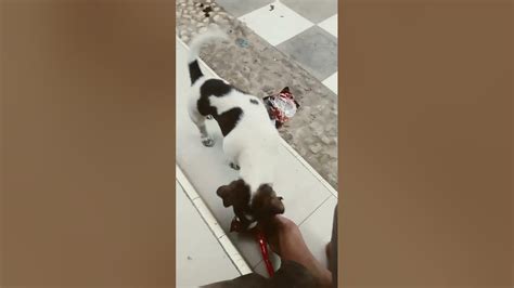 Bogii Masih Laperrr Teman2 Youtube