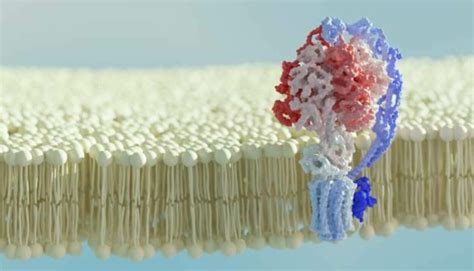 What Is The Difference Between A Synthase And A Synthetase Facts Revealed All The Differences