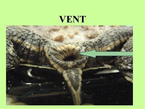 Turtle Dissection Scientists Believe Other Land Vertebrates Evolved