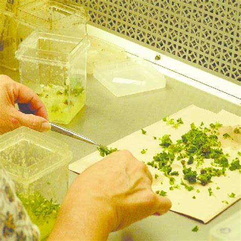 Tissue Culture Propagation At Microplant Nurseries Inc Download Scientific Diagram