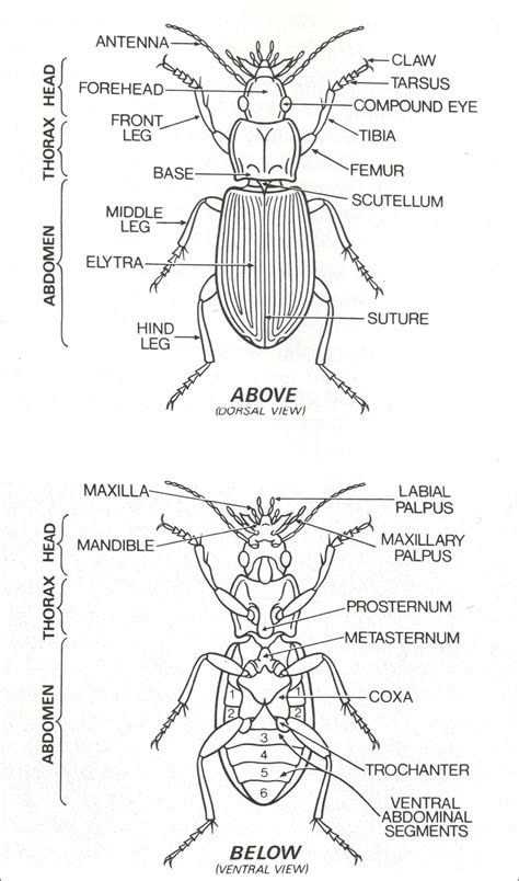External Parts Of A Generalised Insect Insect Anatomy Insect Body