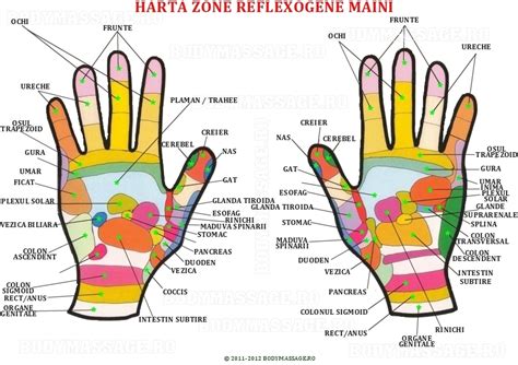 Harta Reflexoterapiei Puncte Reflexogene Maini
