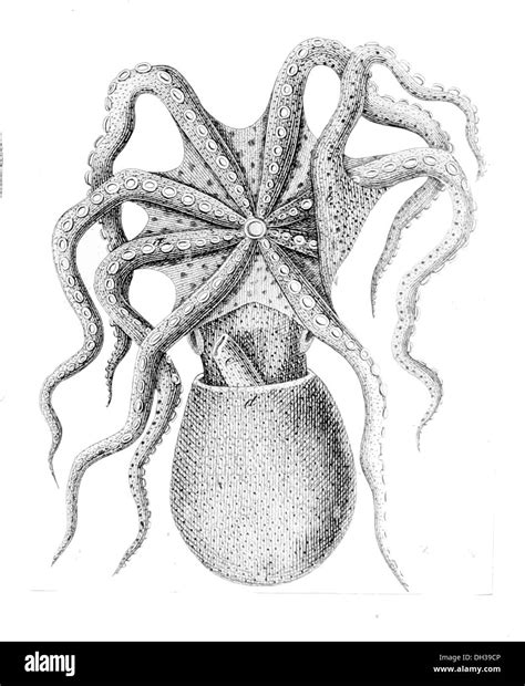 Cuttlefish Morphology Cut Out Stock Images And Pictures Alamy