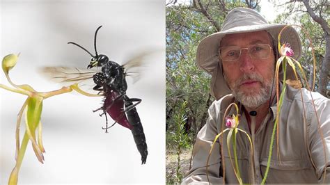 eande seminar sexual deception and its reversibility anu research