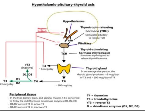 Thyroid Function Tests Thyroid Disorders Flashcards Quizlet