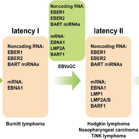Serological Parameters And Interpretation For Assessing Epstein Barr Download Scientific